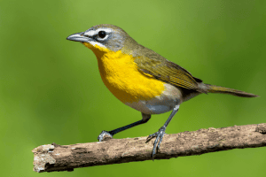 Night birds in Ohio – Global Birding Initiative