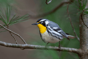 Small birds in Texas – Global Birding Initiative