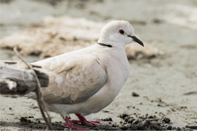 Doves in California – Global Birding Initiative