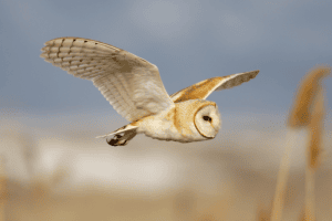 Night birds in Georgia – Global Birding Initiative