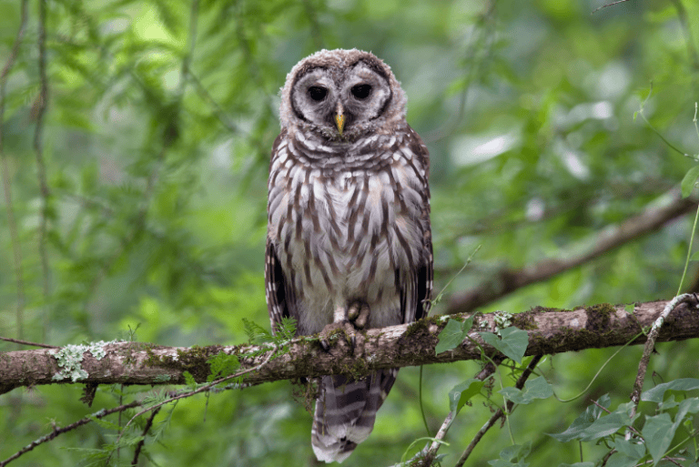 Night birds in Ohio – Global Birding Initiative