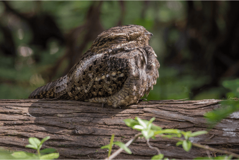 Night birds in Ohio – Global Birding Initiative