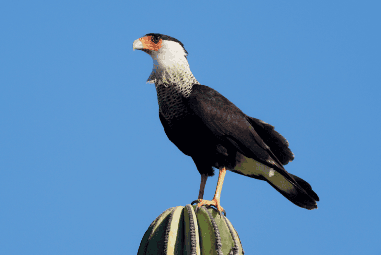 Arizona Birds Of Prey – Global Birding Initiative