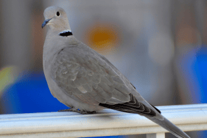 Doves in California – Global Birding Initiative