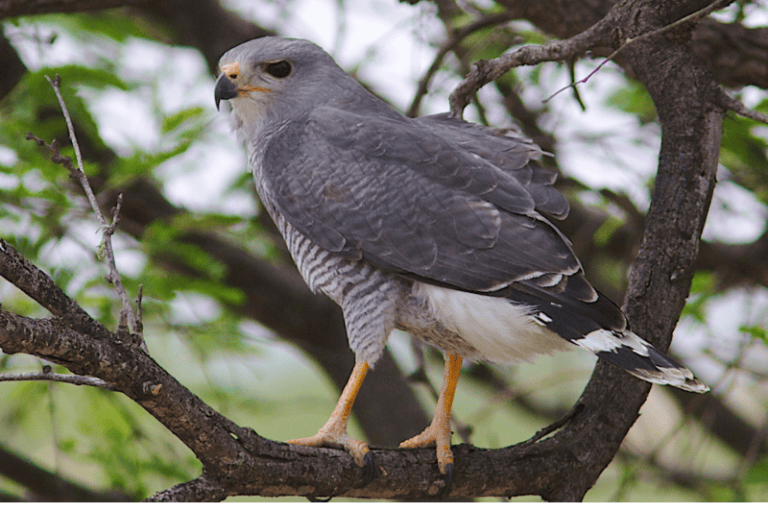 Texas birds of prey – Global Birding Initiative
