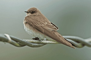 Swallows in Florida – Global Birding Initiative