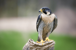 Texas birds of prey – Global Birding Initiative