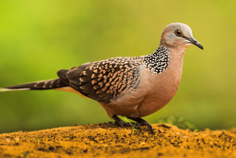 Doves in California – Global Birding Initiative
