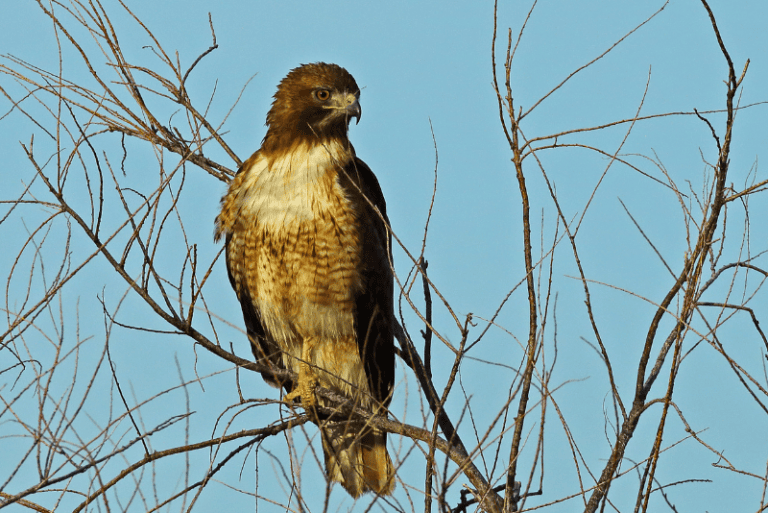 Hawks in Florida – Global Birding Initiative