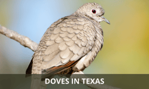 Doves in Texas – Global Birding Initiative