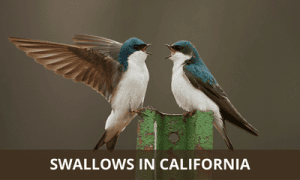 Swallows in California – Global Birding Initiative