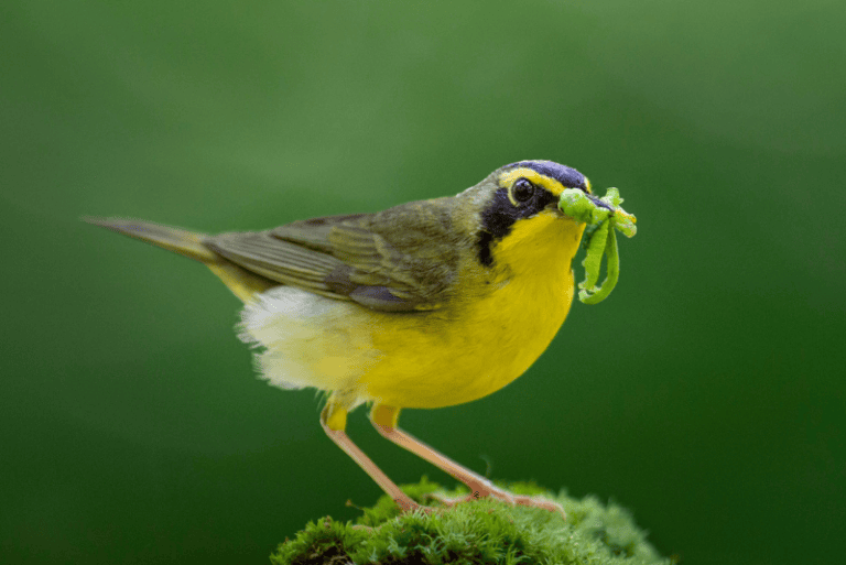 Yellow birds in North Carolina – Global Birding Initiative