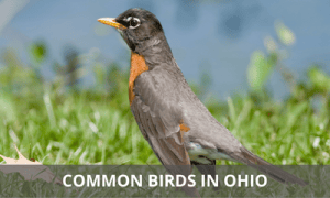 Common birds in Ohio – Global Birding Initiative