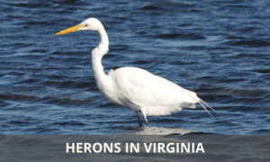 Herons in Virginia – Global Birding Initiative