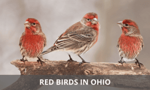 Red birds in Ohio – Global Birding Initiative