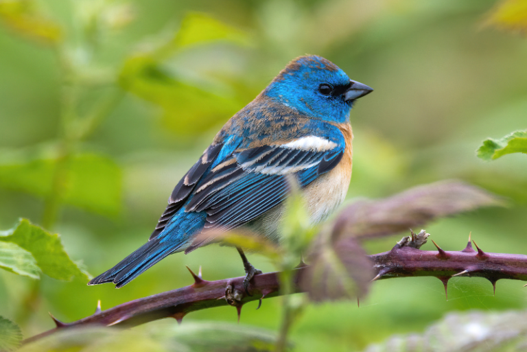 Small birds in Colorado – Global Birding Initiative