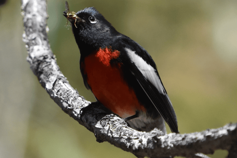 Birds with red belly – Global Birding Initiative