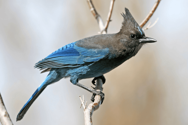Blue birds in Arizona – Global Birding Initiative
