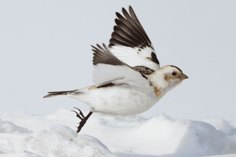 Types of White Birds (ID Guide) – Global Birding Initiative