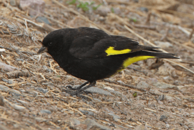 Black birds with yellow wings – Global Birding Initiative