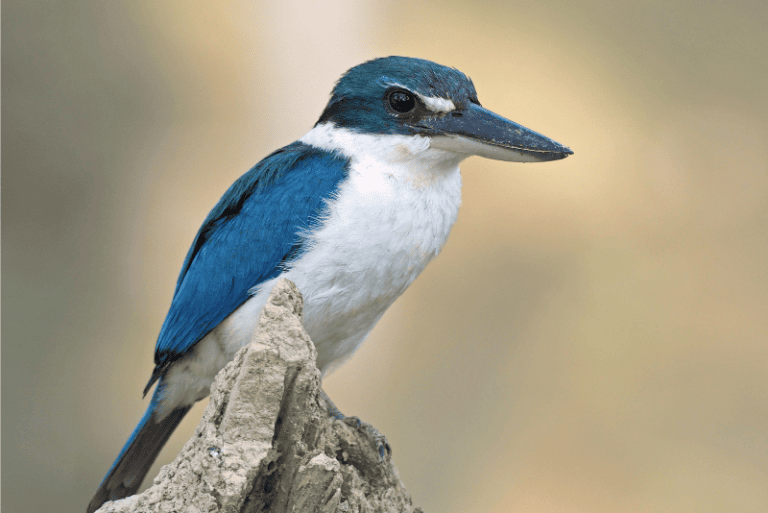Blue and white birds – Global Birding Initiative
