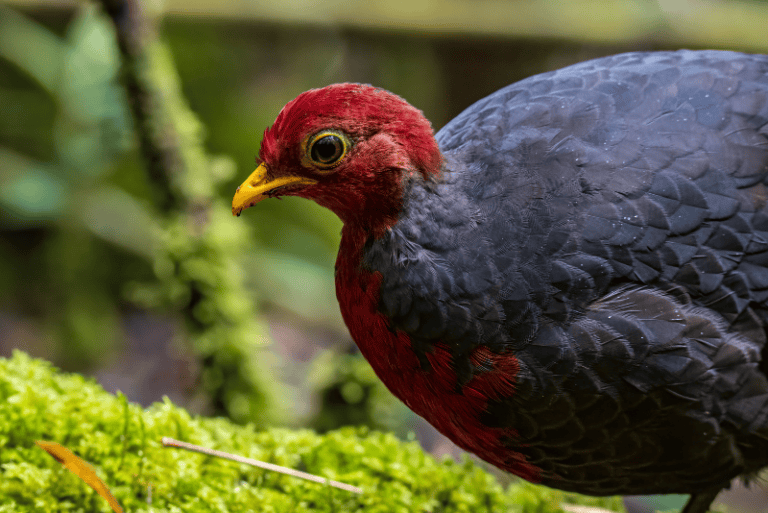 Black birds with red head – Global Birding Initiative