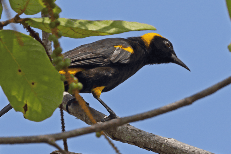 Black birds with yellow wings – Global Birding Initiative