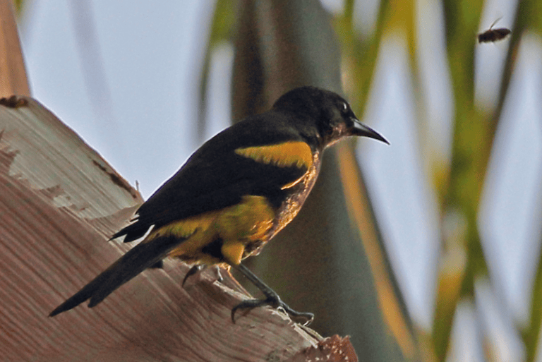 Black birds with yellow wings – Global Birding Initiative
