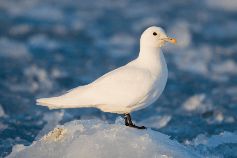 Types of White Birds (ID Guide) – Global Birding Initiative