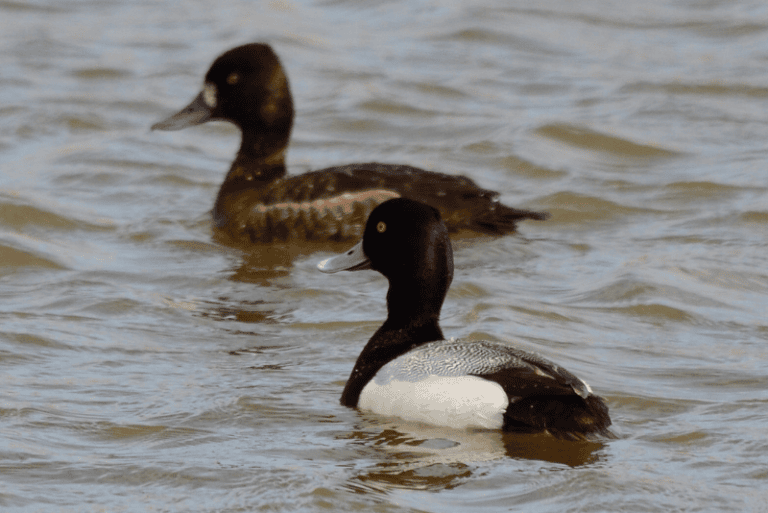 Diving birds in Florida – Global Birding Initiative