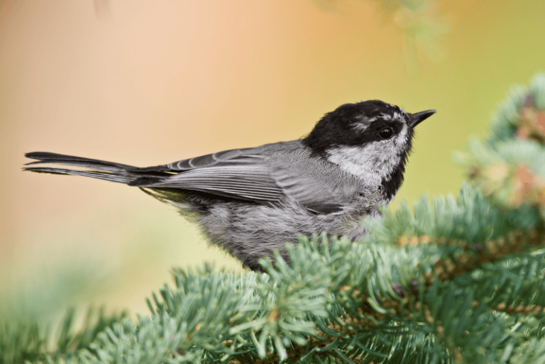 Grey and white birds – Global Birding Initiative