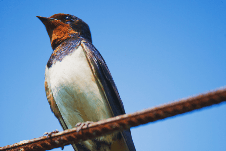 Black birds with red chest – Global Birding Initiative
