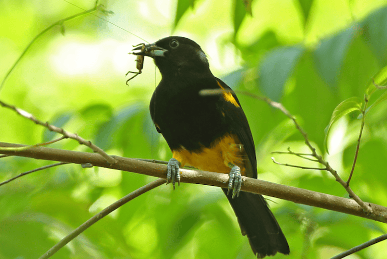Black birds with yellow wings – Global Birding Initiative