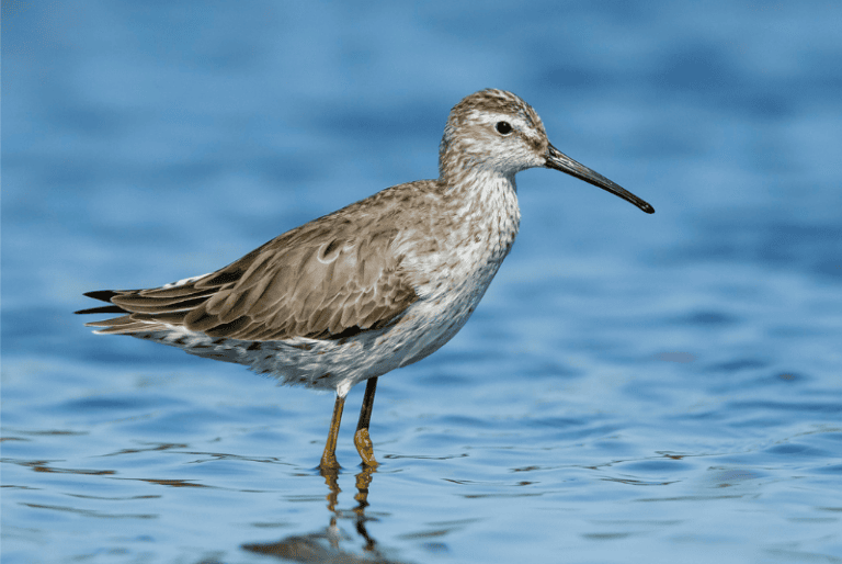 Sandpipers in Florida – Global Birding Initiative