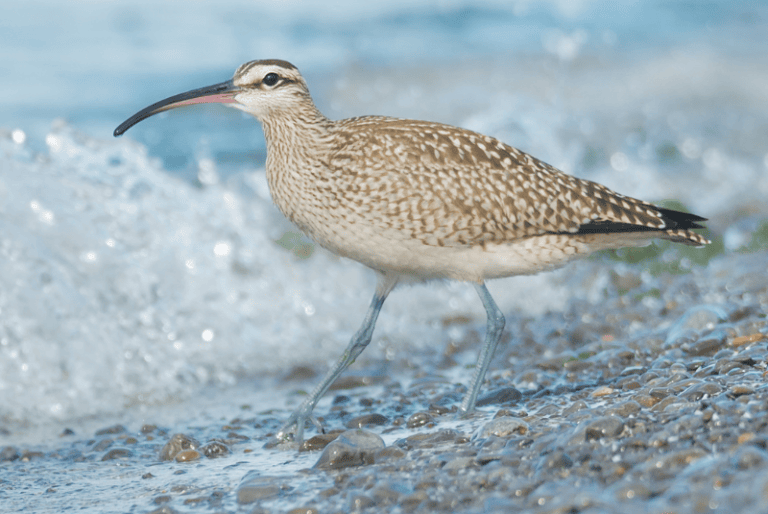 Types of beach birds – Global Birding Initiative