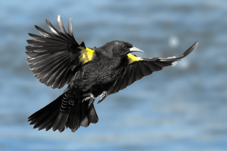Black birds with yellow wings – Global Birding Initiative