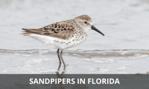 Sandpipers in Florida – Global Birding Initiative