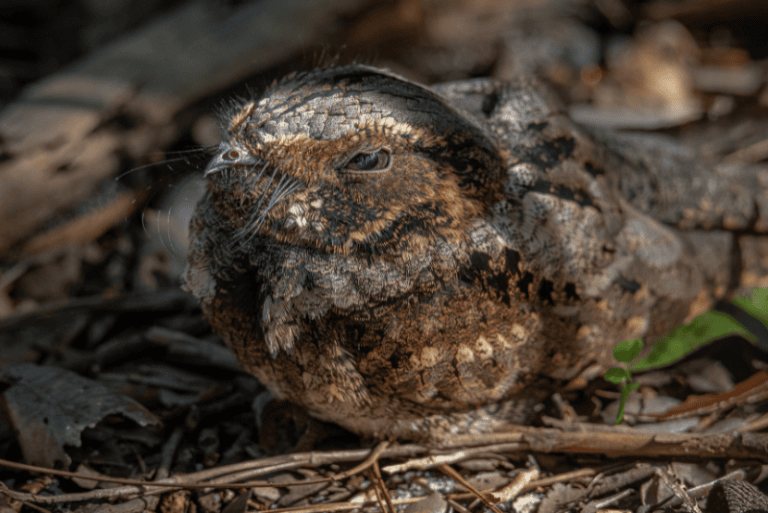 Night birds in Arizona – Global Birding Initiative
