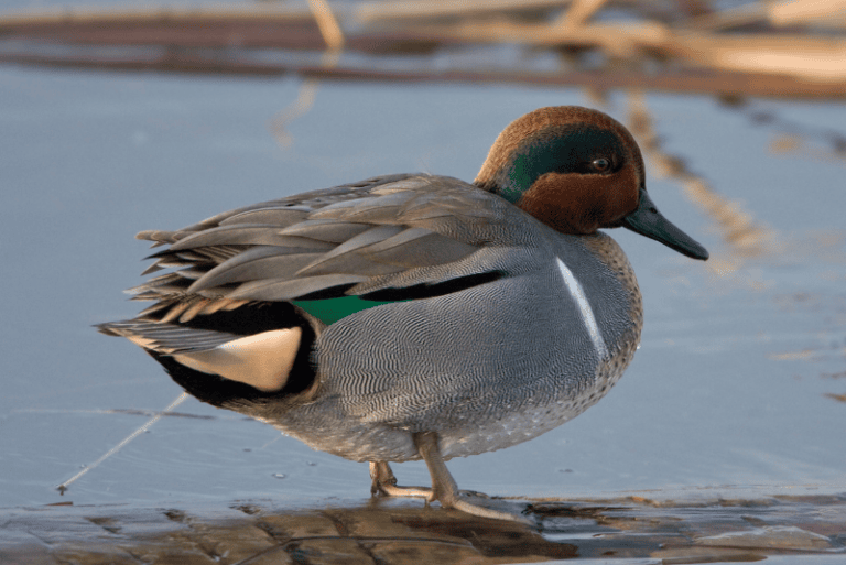 Water birds in Michigan – Global Birding Initiative