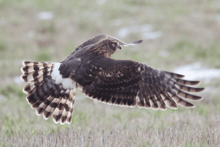 Hawks with striped tails – Global Birding Initiative