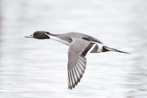 Water birds in Michigan – Global Birding Initiative