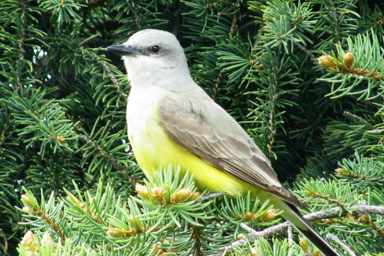 Grey birds with yellow bellies – Global Birding Initiative