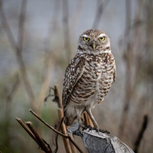 Sounds of night birds – Global Birding Initiative