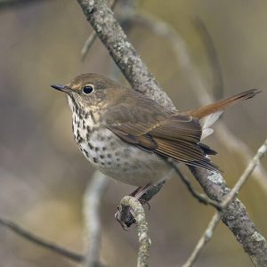 State Birds of the United States – Global Birding Initiative