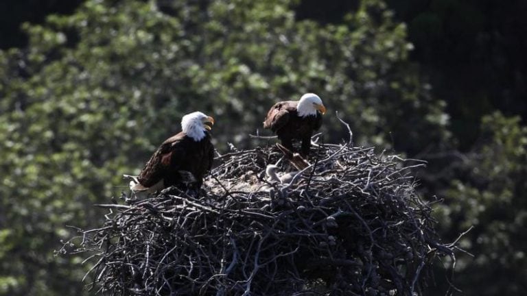 All About the Bald Eagle – Global Birding Initiative