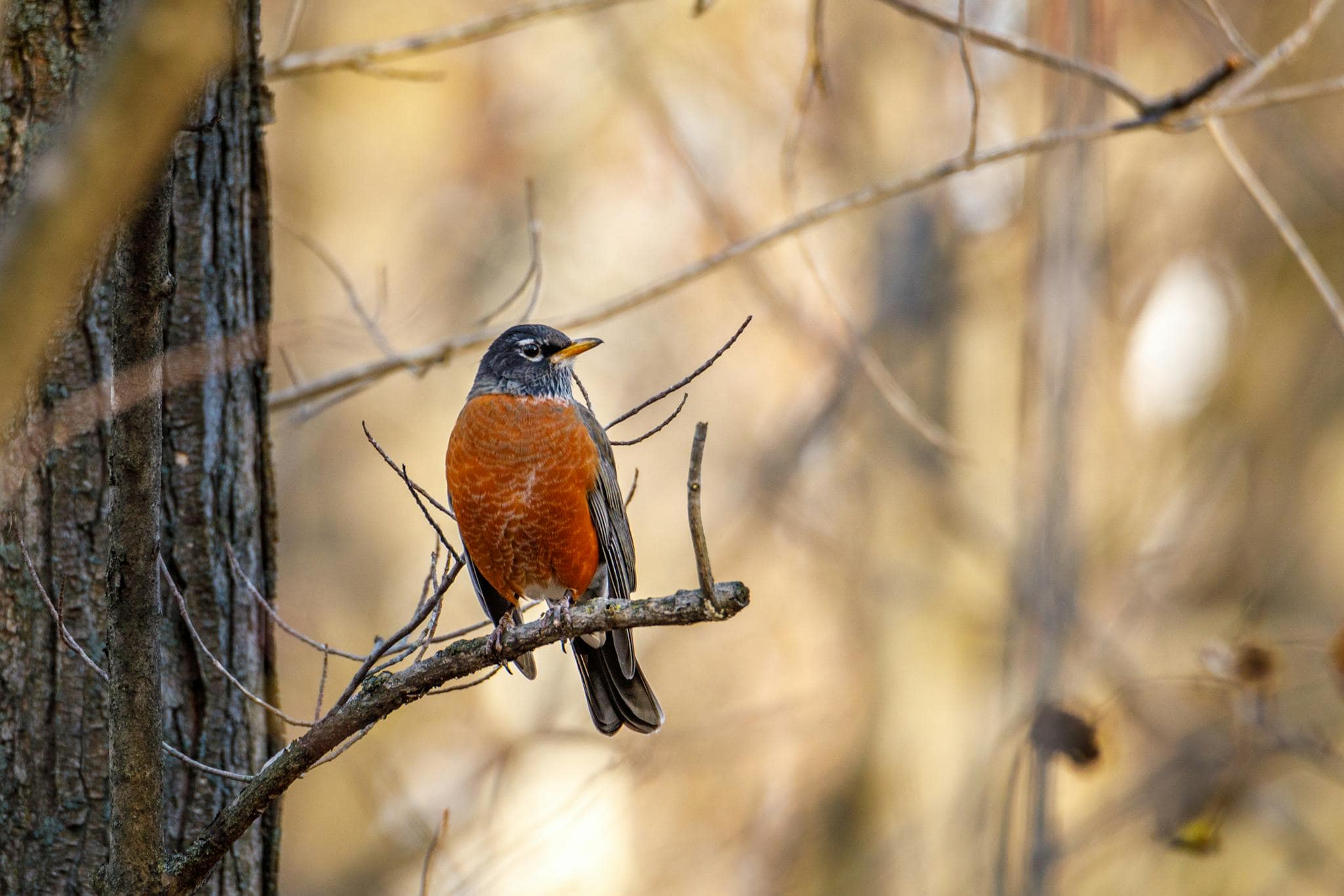 American Robin – Global Birding Initiative
