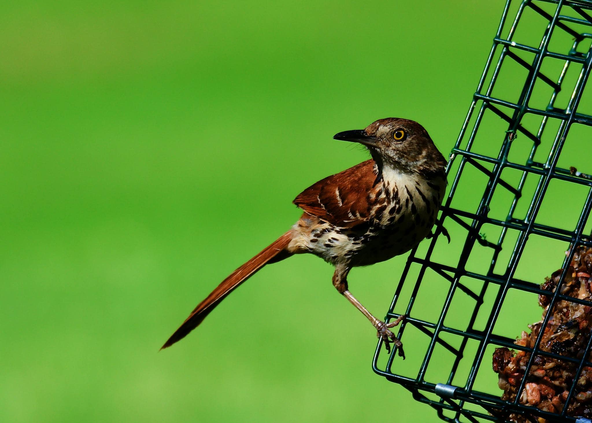 State Birds of the United States – Global Birding Initiative