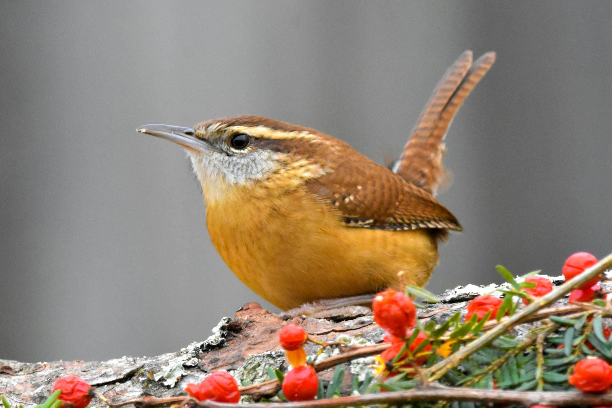 State Birds of the United States – Global Birding Initiative