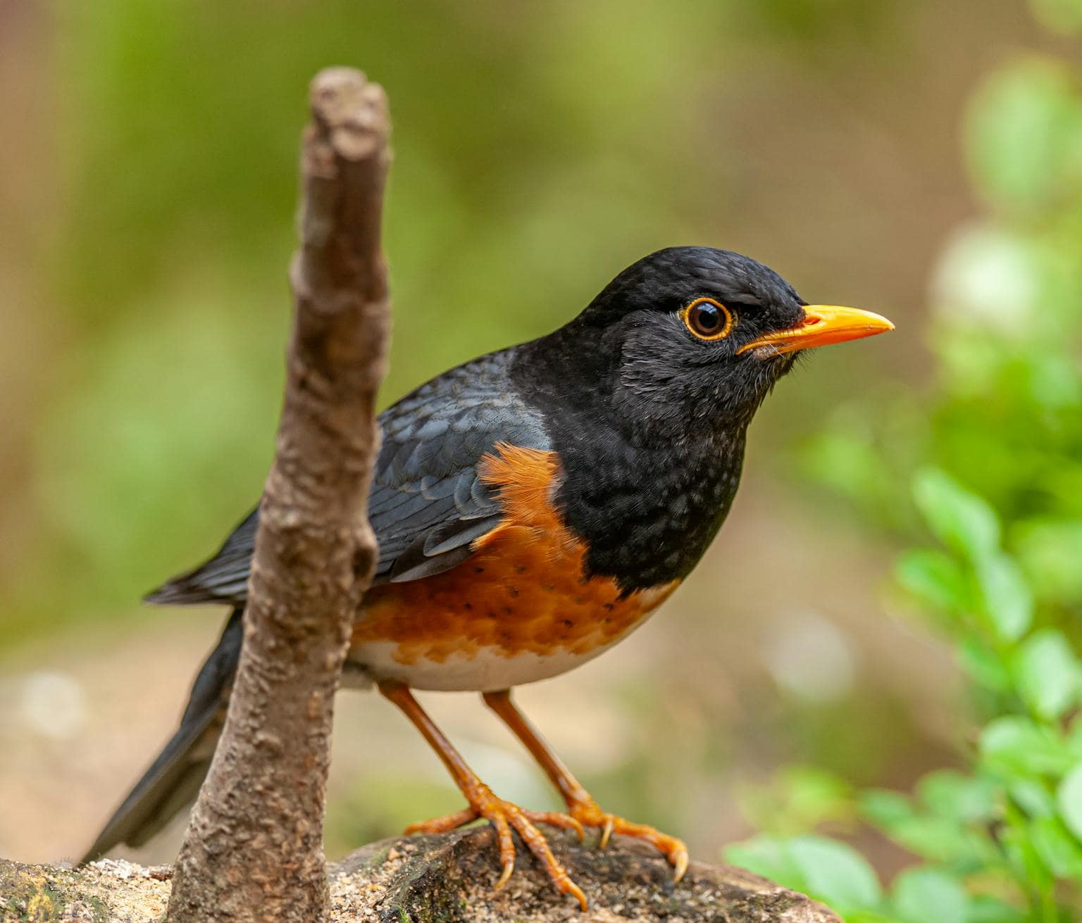 State Birds of the United States – Global Birding Initiative