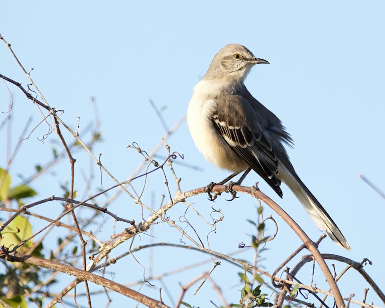 All About the Northern Mockingbird – Global Birding Initiative